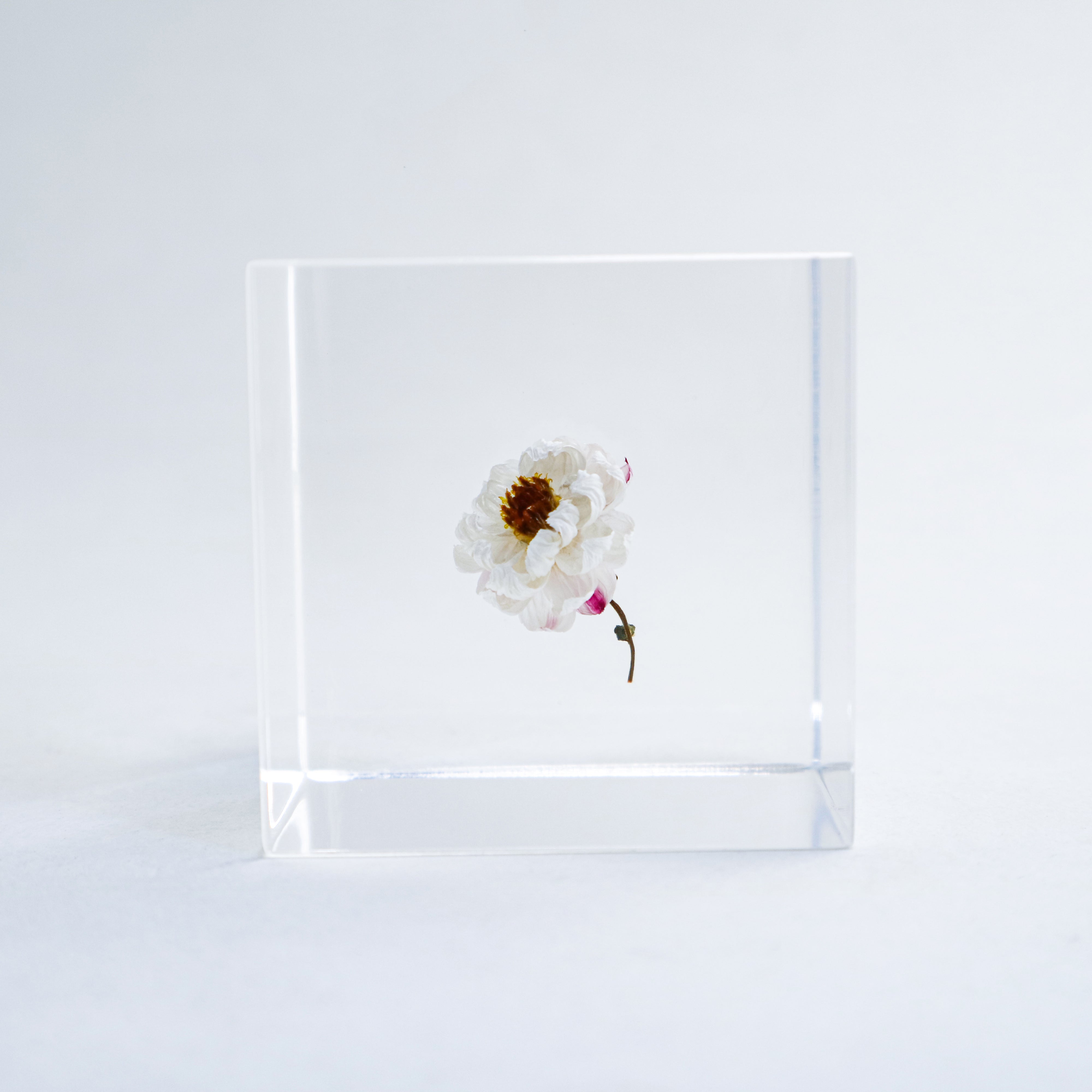 Chamomile Sunray – STUDIO DEN