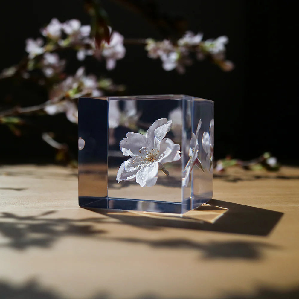 Sakura Cube - Someiyoshinno – STUDIO DEN